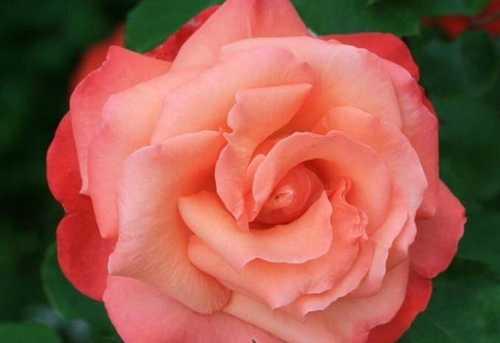 Саженцы роз "кристофоро коломбо" оптом