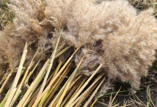 Камышь тросник пампасная трава сухоцвет