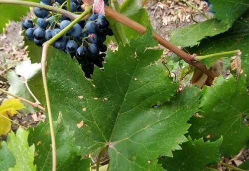 Саженцы винограда винных и коньячных сортов