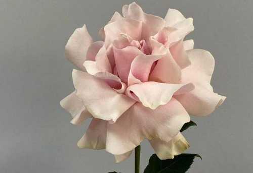 Шикарная французская роза