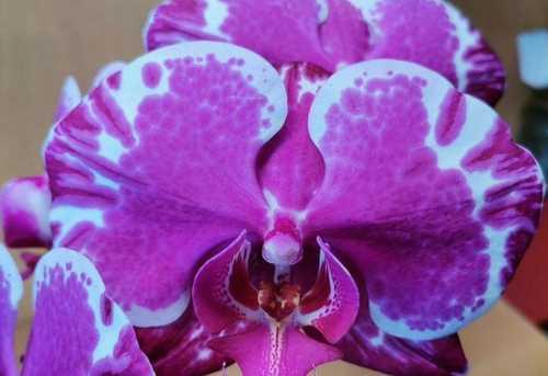 Орхидея грандифлора азия. Цветёт