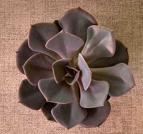 Суккулент Echeveria Dusty Rose