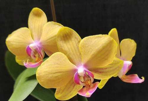 Орхидея фаленопсис Египет 2цветоноса