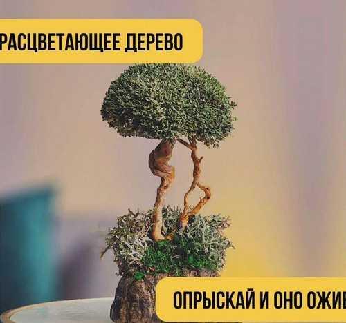 Среднее древо. Цетрария полезная