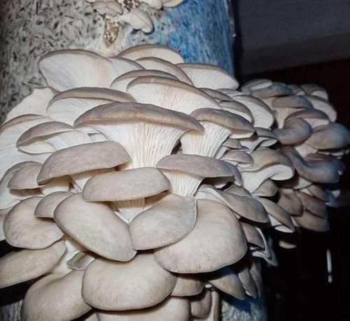 Мицелий грибов Вешенки, Эринги, кордицепса