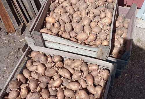 Картофель на посадку семенной