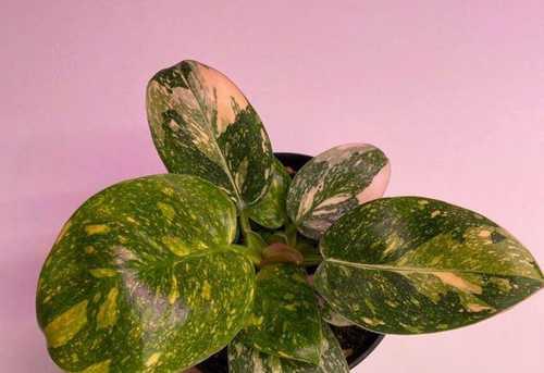 Филодендрон грин конго вариегатный (Philodendron G