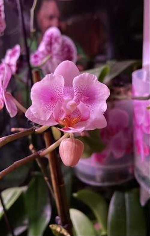 Орхидея фаленопсис пинк дрим бабочка