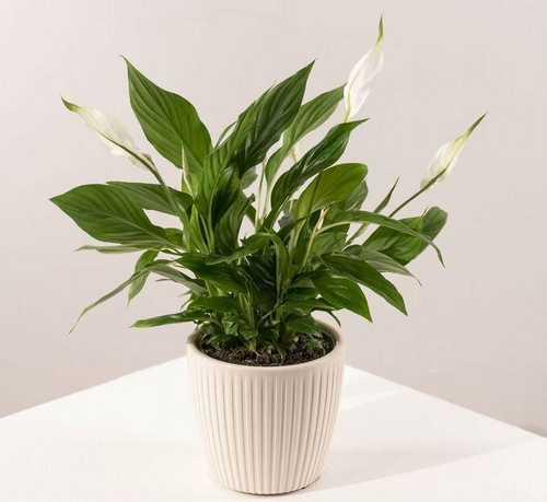 Комнатное растение спатифиллум в стильном кашпо