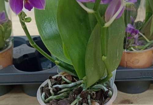 Орхидея фаленопсис парфюмерная фабрика