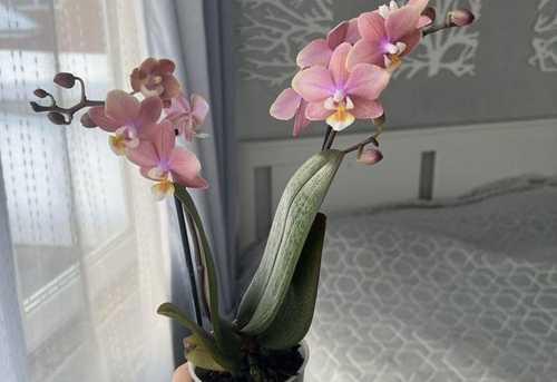 Орхидея сортовая мелион парфюмерная фабрика