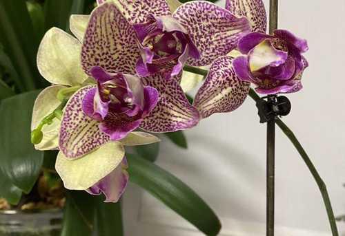 Орхидея Фаленопсис пелор