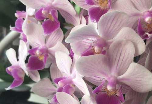 Фаленопсис ароматный подросток (орхидея)