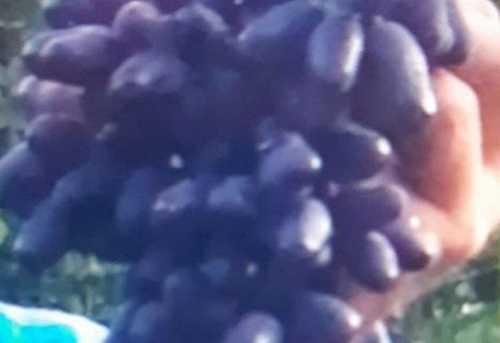 Черенки и саженцы винограда разных сортов