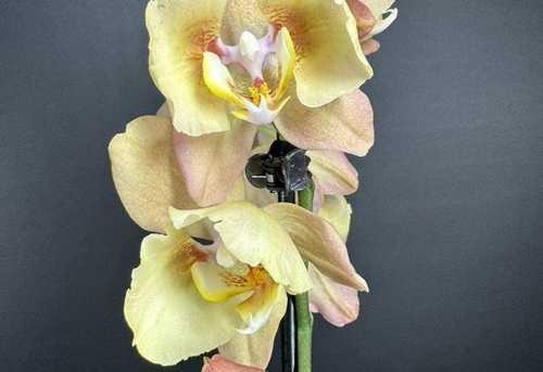 Орхидея фаленопсис пелор (просекко)
