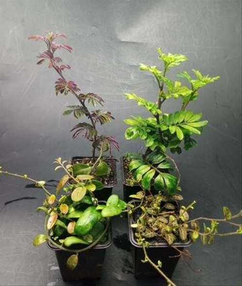 Соланумы для террариумов