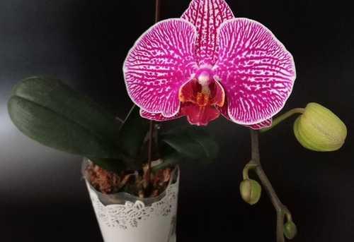 Орхидея Ария (цветет)