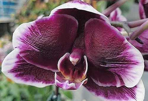 Орхидея Phal. Ever Spring Prince 'Star #6'
