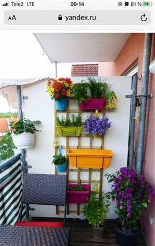 Простые цветы для клумб балкона и сада