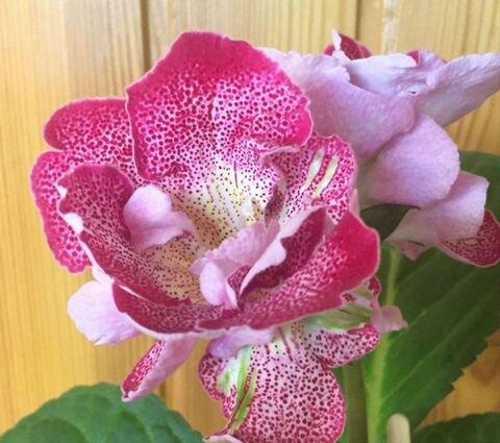Глоксиния махровая сортовая цветущая Ирис