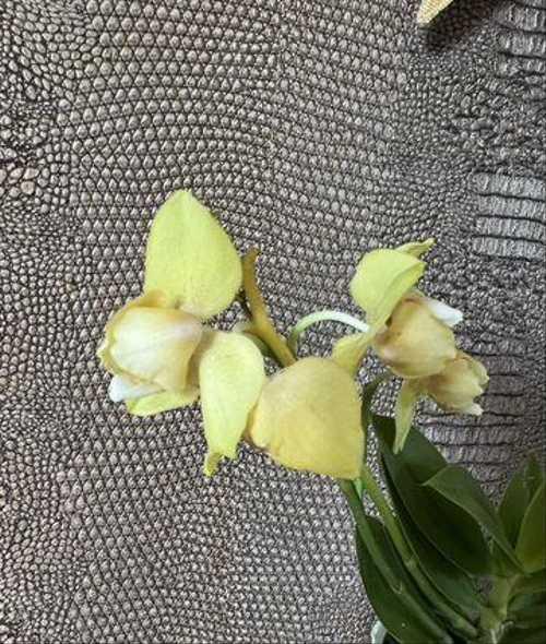 Орхидея Фаленопсис пелор