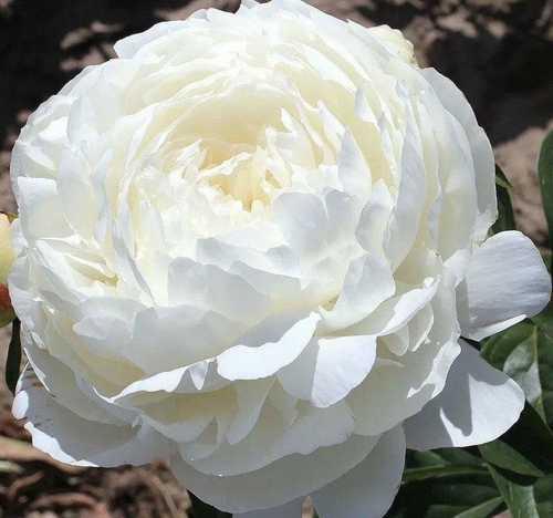 Пионы саженцы