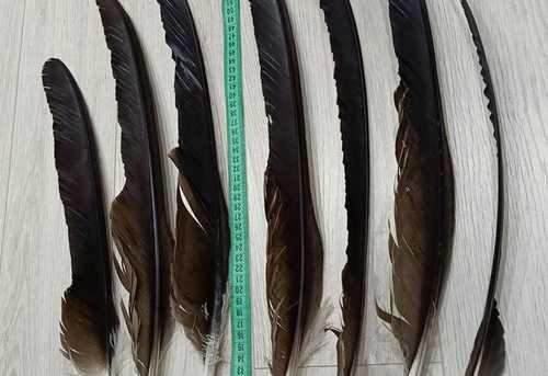 Натуральные перья хищных птиц 7 шт