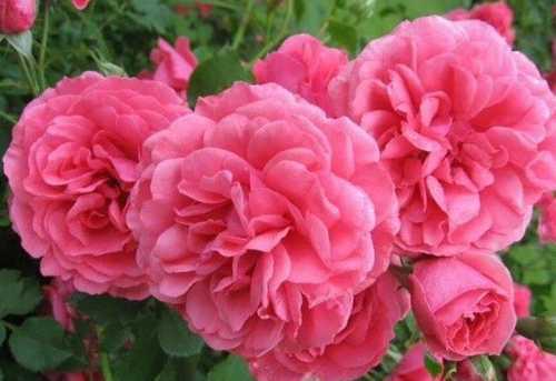 Саженцы красивых роз "розариум ютерсен" оптом