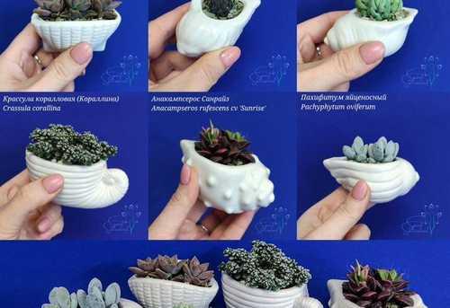 Кашпо Горшок керамический для суккулентов кактусов