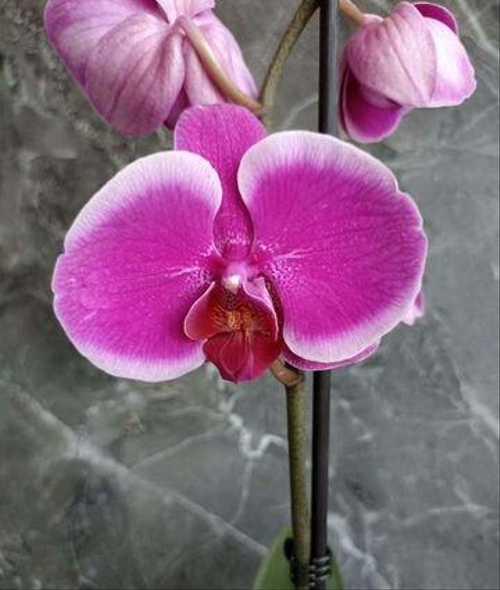 Орхидея фаленопсис Претория (Pretoria)