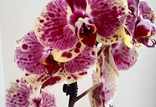 Орхидея фаленопсис Exotic Punсh (Экзотик Пунш)