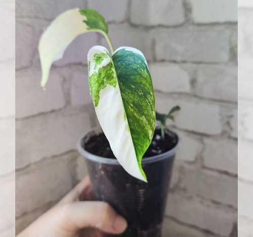 Epipremnum Pinnatum White Variegata