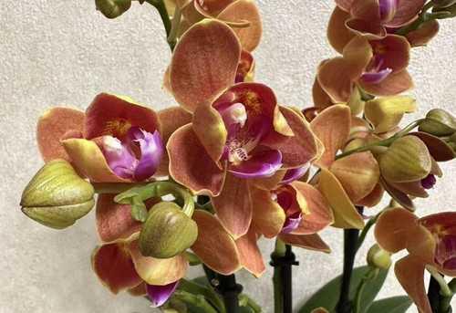 Орхидея фаленопсис ароматная Паприка пелор