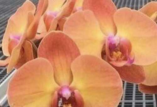 Орхидея фаленопсис Orange