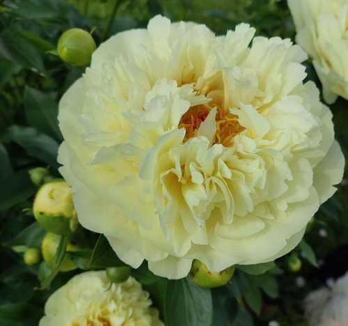 Пион Lemon chiffon из сада