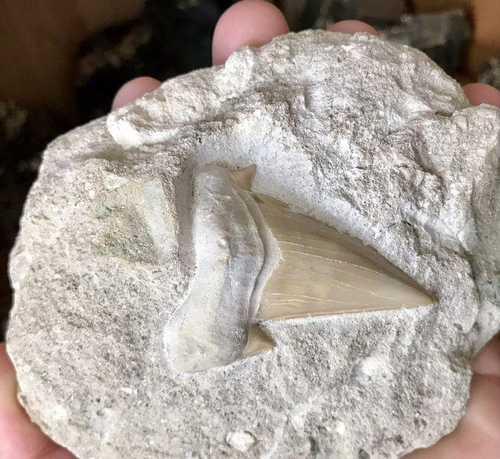 Зуб древней акулы Otodus Obliquus