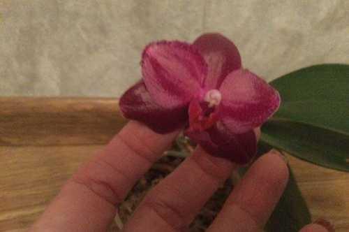 Орхидея фаленопсис Сого Релекс