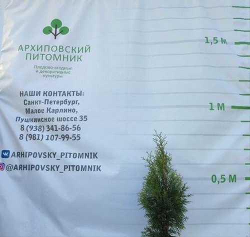 Туя Смарагд 180см