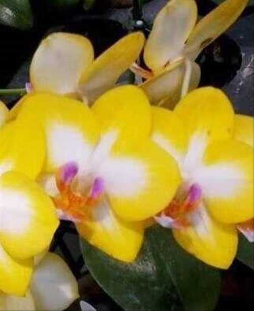 Орхидея фаленопсис Sweet Girl Сладкая девочка