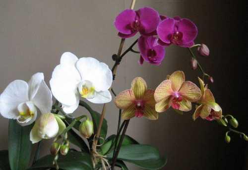 3 Орхидеи фаленопсис