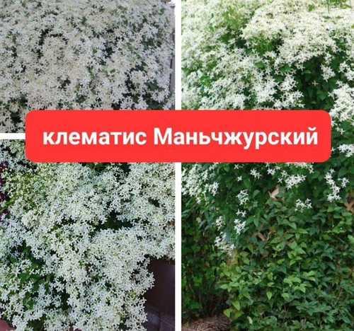 Клематисы