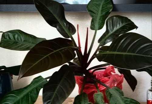 Филодендрон Империал Ред Philodendron Imperial Red