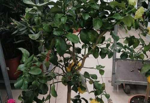 Лимонное дерево высота 150-170 см