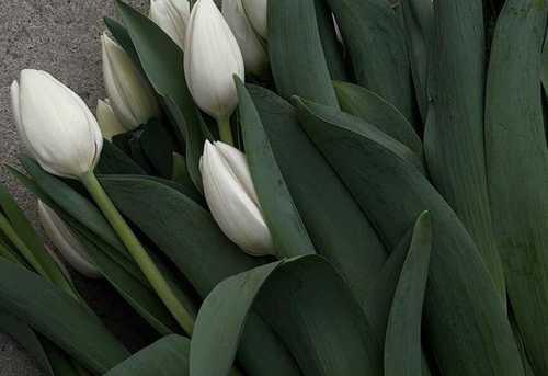 Тюльпаны к 8 марта, опт и розница