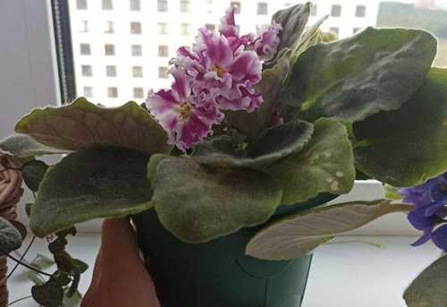 Фиалка цветущая махровая/ домашнее растение