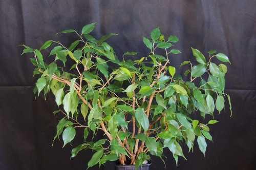 Фикус бенджамина Ficus benjamina куст