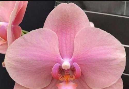 Орхидея L1802 Aquarius не цветёт