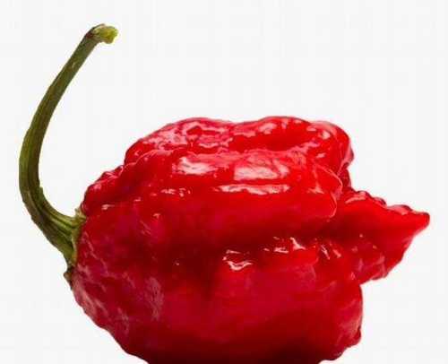 Семена острого перца Carolina Reaper красный 5 шт