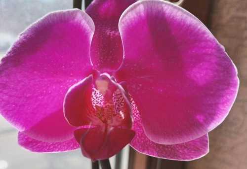Орхидея фаленопсис яркая сирень