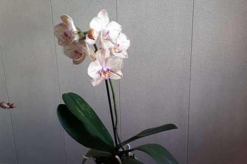 Орхидеи Мутантики: Бабулетки, Трилипс